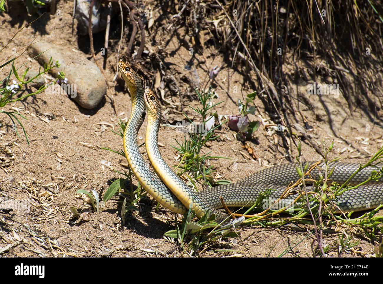 Serpent à ventre jaune mâle et femelle.Jeux d'accouplement de serpents ...
