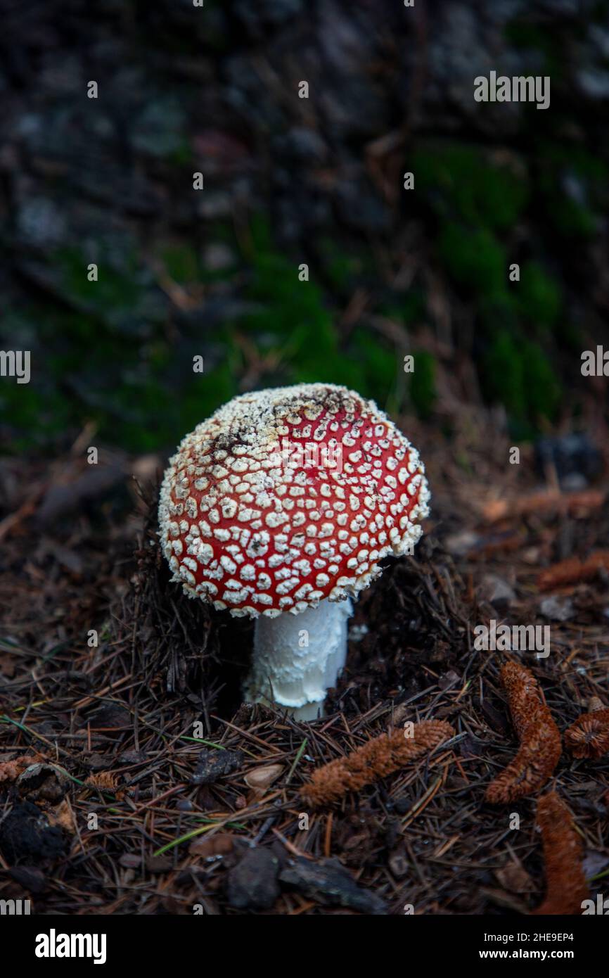 Alice au pays des merveilles champignon Banque de photographies et d ...