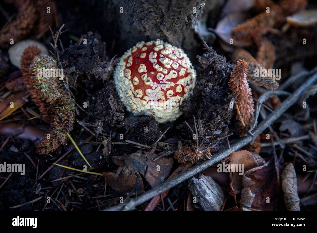 Le champignon toxique de la mouche agarique (Amanita muscaria) qui ...