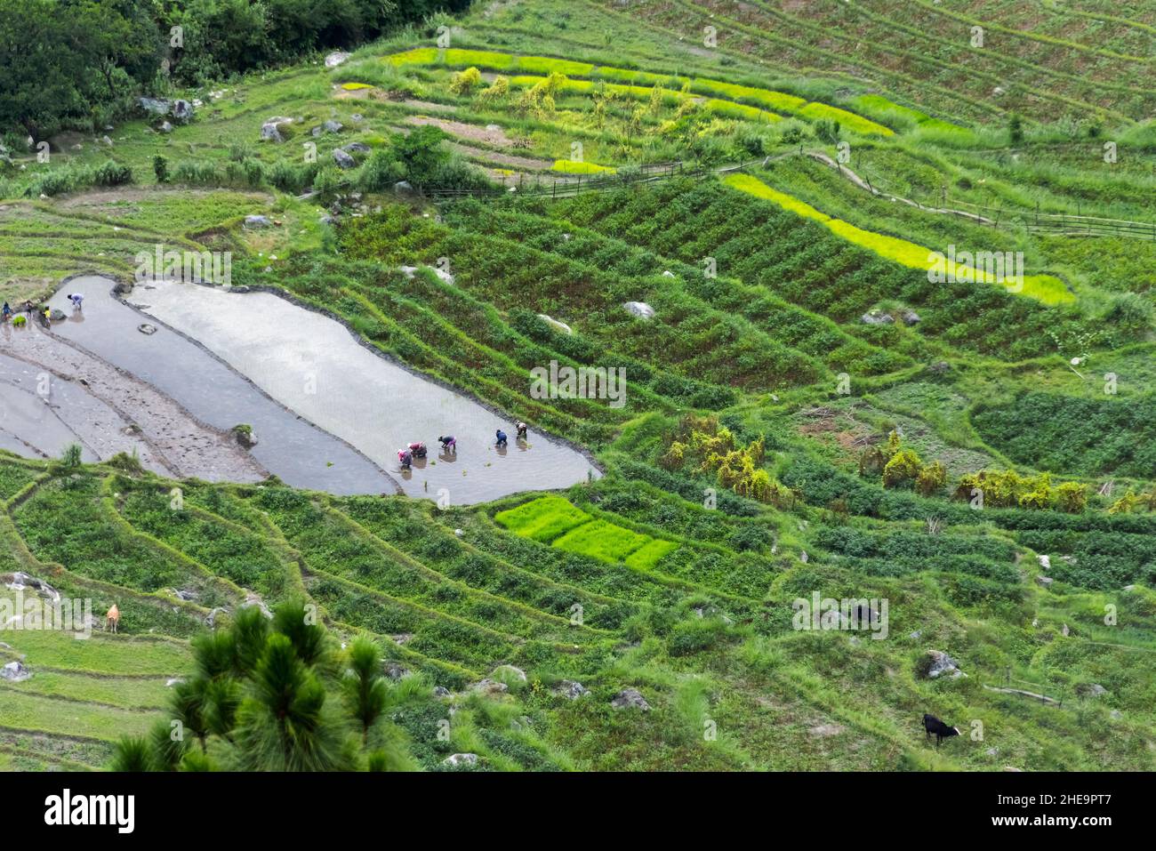 Riz paddy Banque de photographies et d’images à haute résolution - Alamy