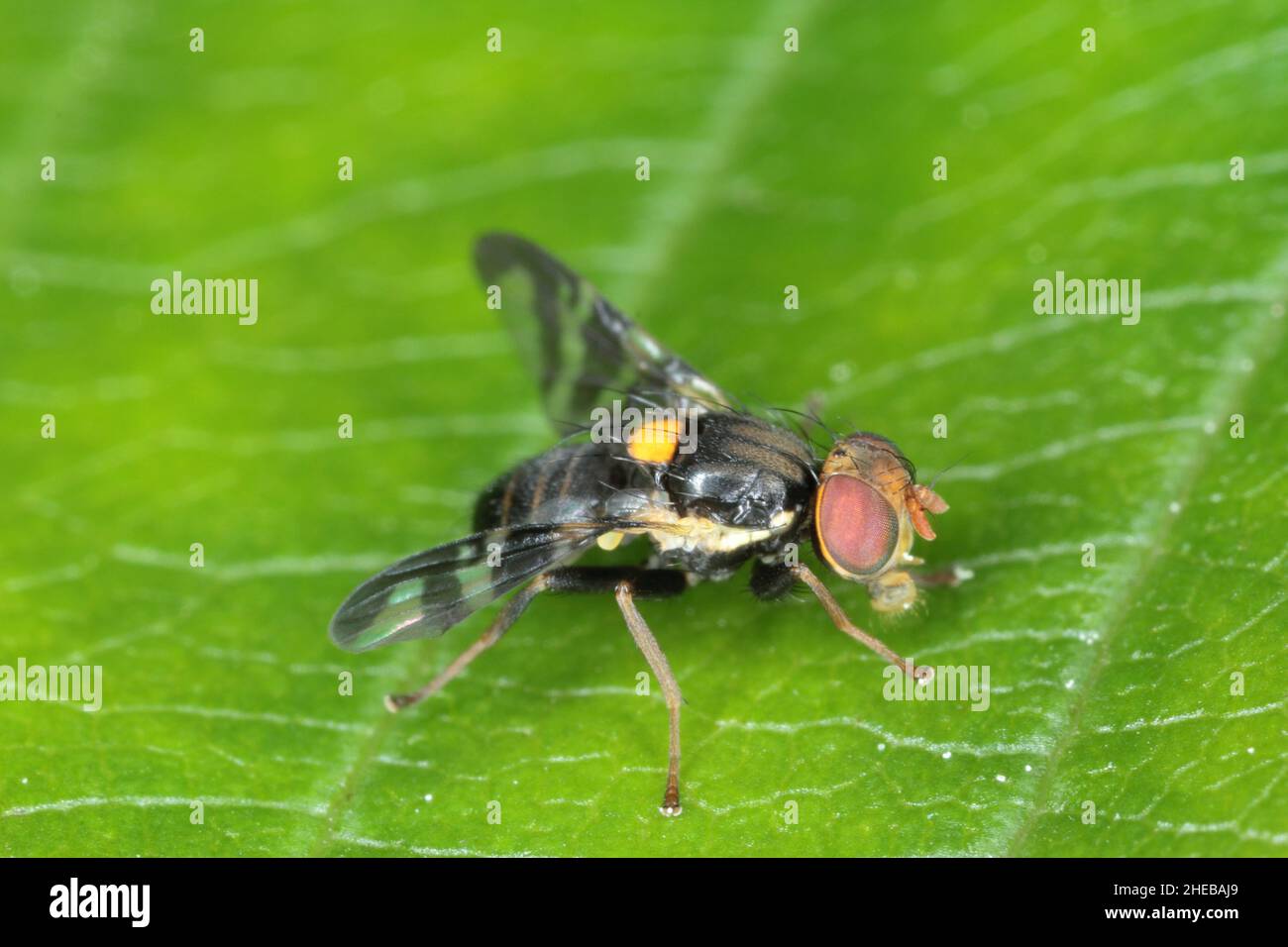 Rhagoletis cerasi est une espèce de mouche de fruits tephritid connue ...