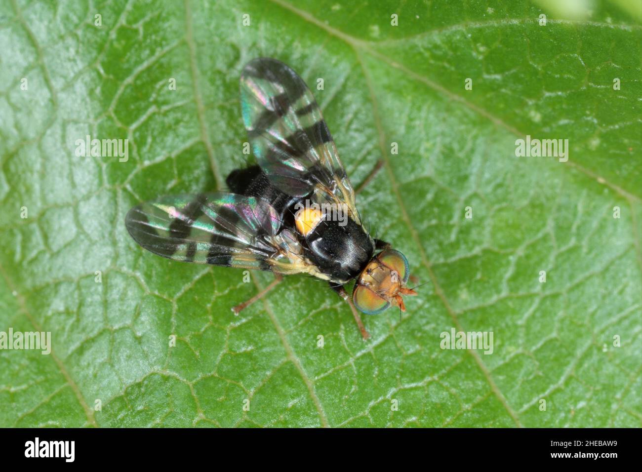 Rhagoletis cerasi est une espèce de mouche de fruits tephritid connue ...
