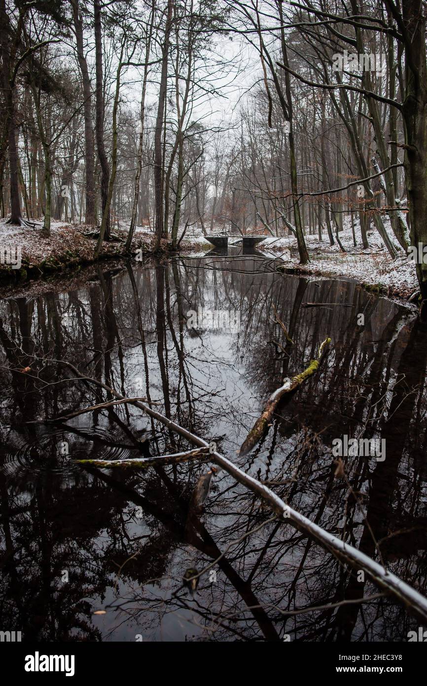 Pont sur la rivière en forêt en hiver, réflexion des arbres dans l'eau ...
