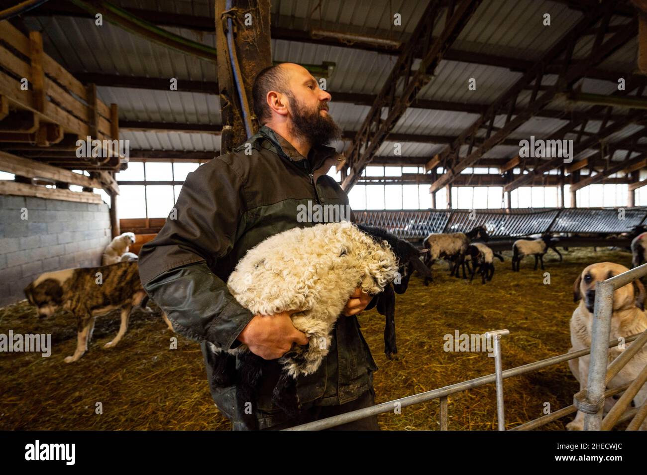 Manech a tete noire sheep Banque de photographies et d’images à haute ...