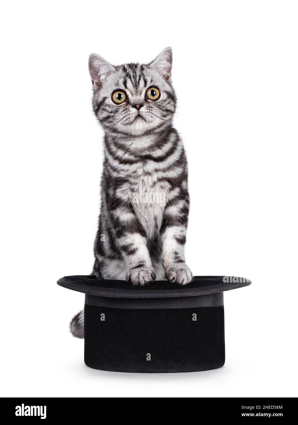 Blotched tabby cat Banque de photographies et d’images à haute ...