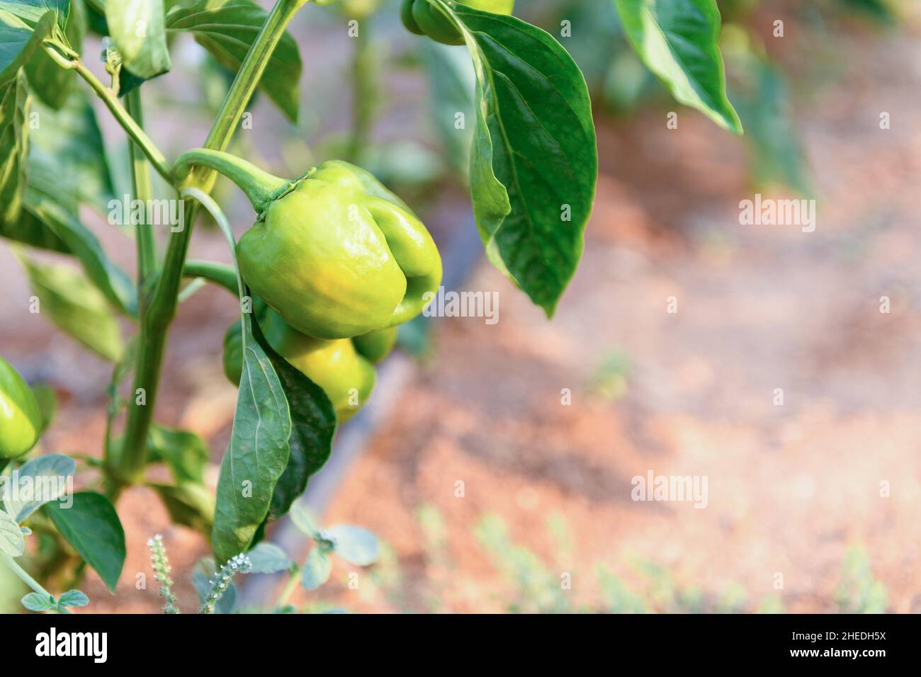 Le poivron vert sur une branche pousse dans le potager le jour ...