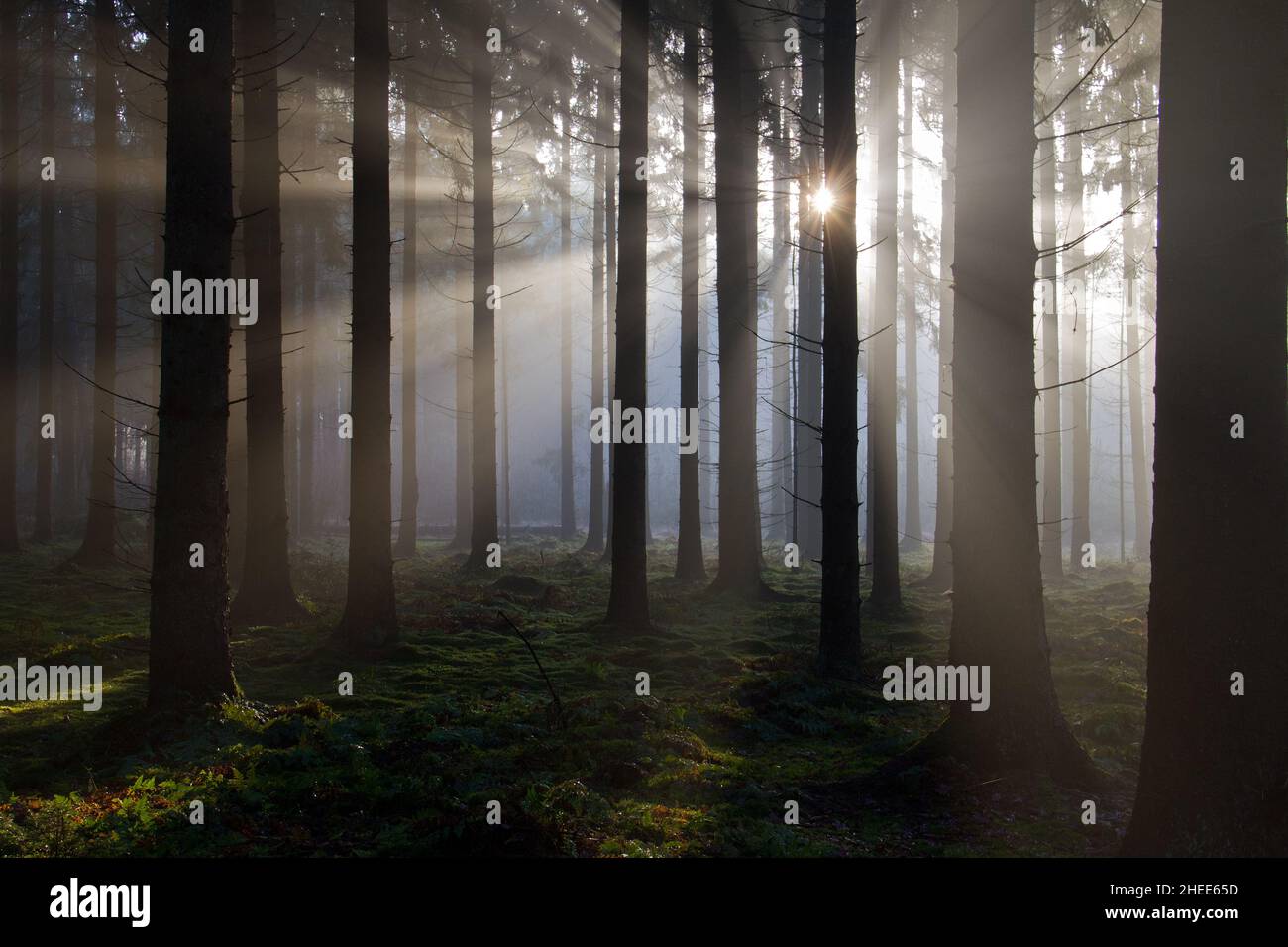 Soleil de la forêt Banque de photographies et d’images à haute ...