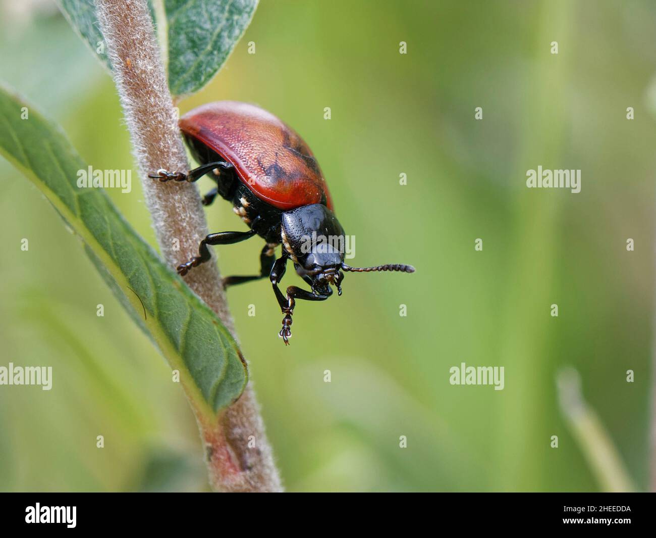 Parasitic insects Banque de photographies et d’images à haute ...
