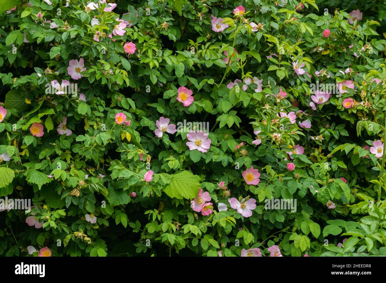 Chien rose en juin Banque de photographies et d’images à haute ...