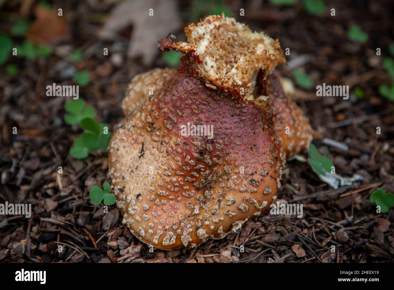 Le champignon toxique de la mouche agarique (Amanita muscaria) est en ...