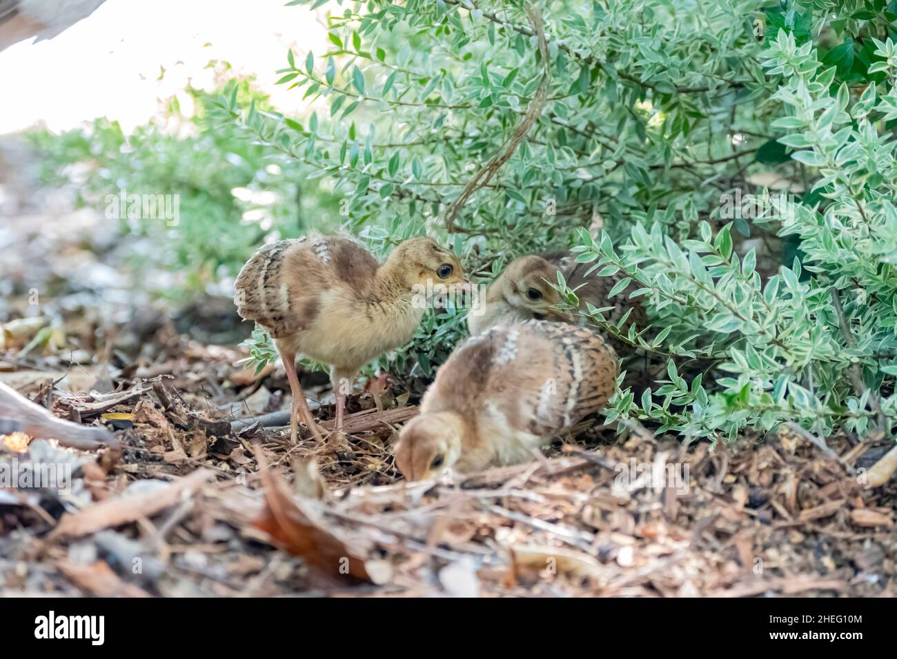 Bébé paon Banque de photographies et d’images à haute résolution - Alamy