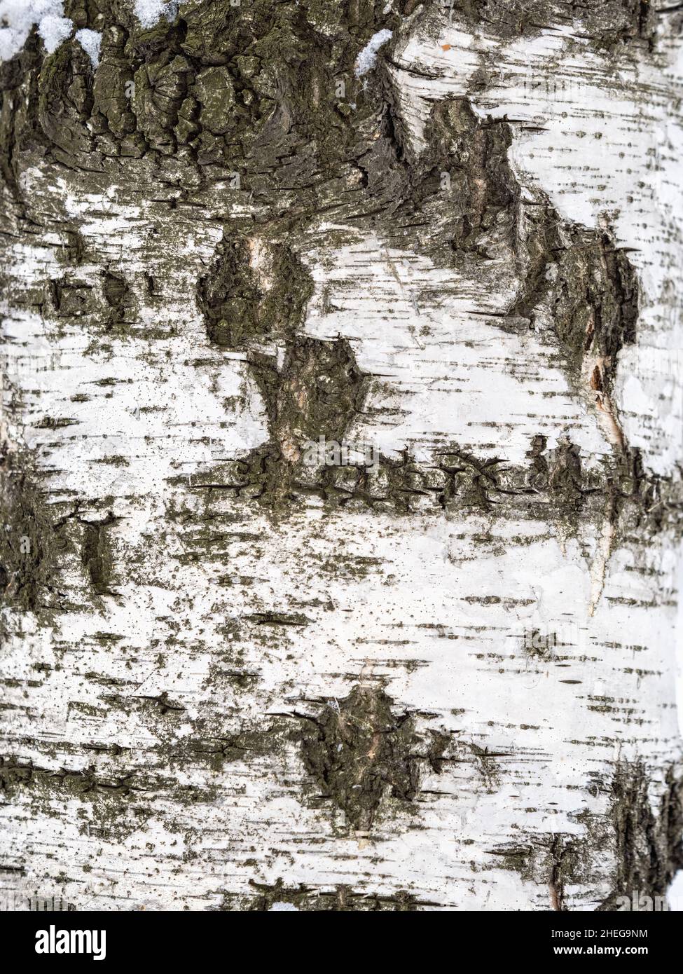 Texture écorce de bouleau. La texture de l'écorce de bouleau. Arrière ...