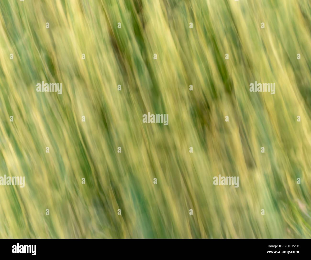 Résumé photo - mouvement intentionnel de caméra (ICM ) technique pour ...