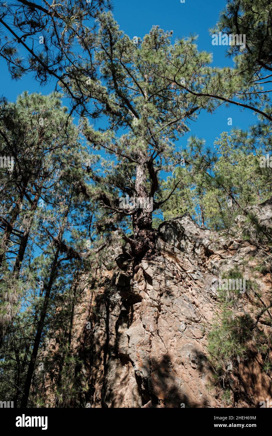 PIN canarien, pinus canariensis arbre croissant à partir d'une falaise ...