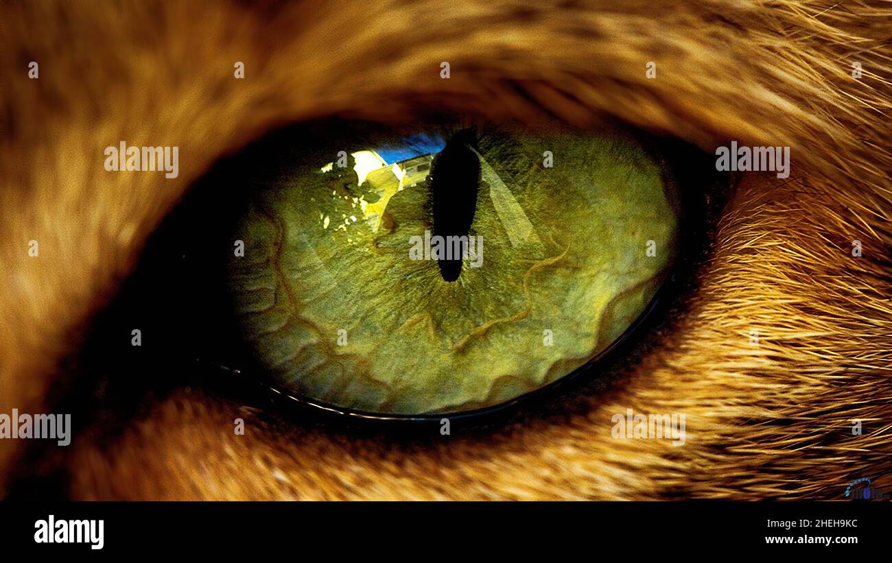 Yeux d'animal Banque de photographies et d’images à haute résolution ...