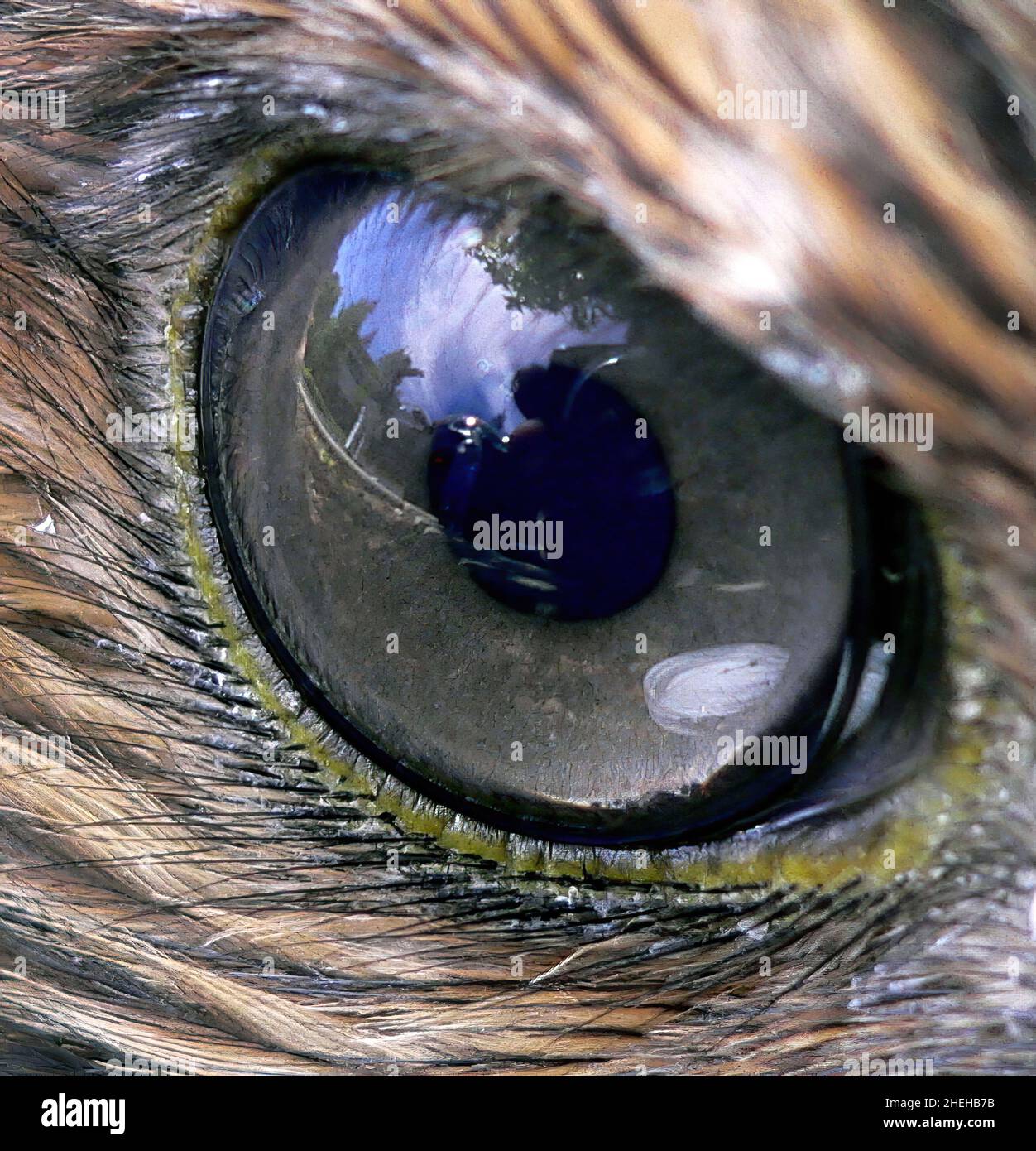 Yeux de lion Banque de photographies et d’images à haute résolution - Alamy