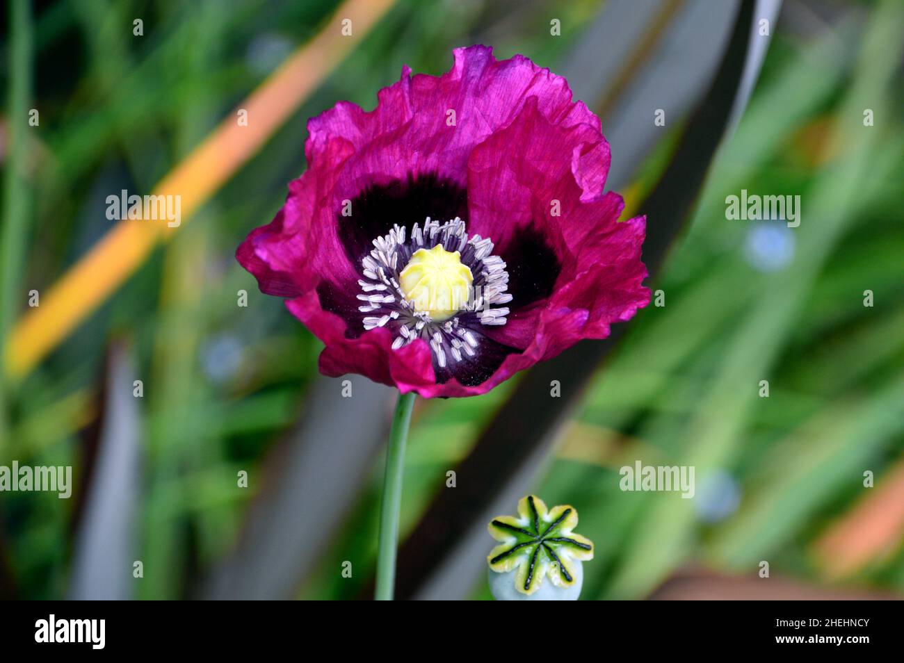 Tête de fleur et bouton de fleur de paver violet simple (Poppy of Troy ...