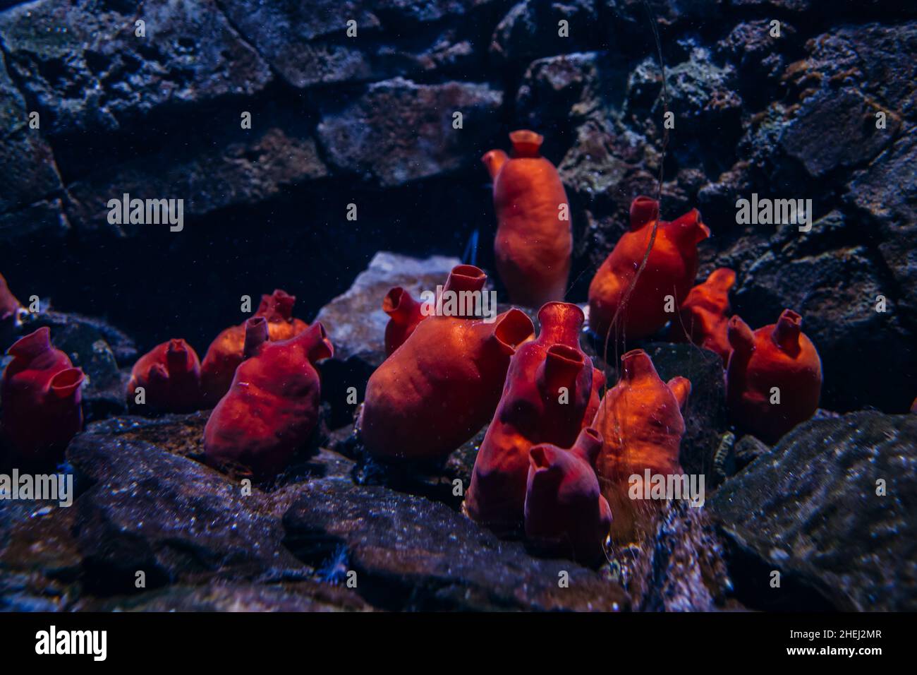 Faune de la mer rouge Banque de photographies et d’images à haute ...