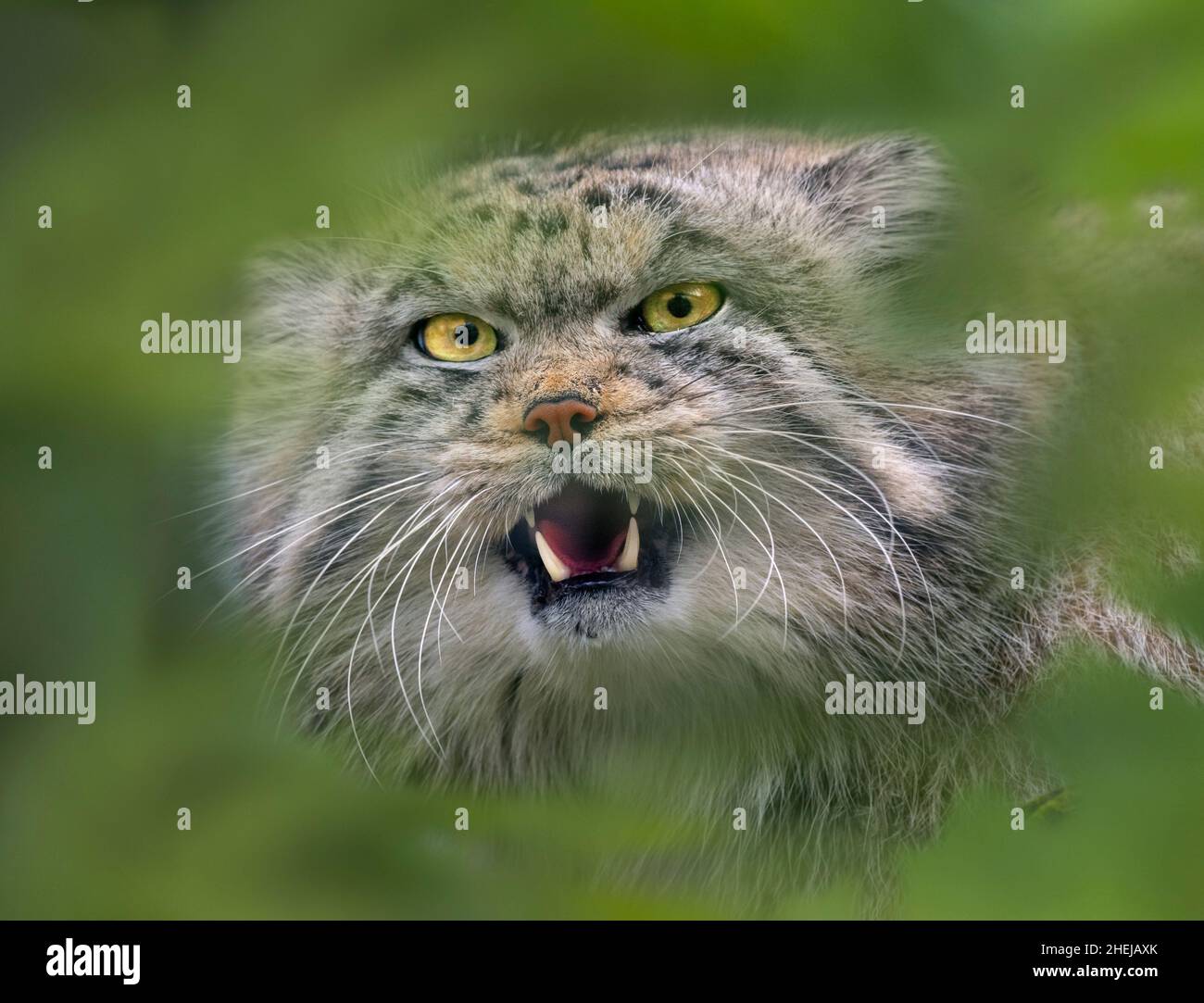 Chat pallass Banque de photographies et d’images à haute résolution - Alamy