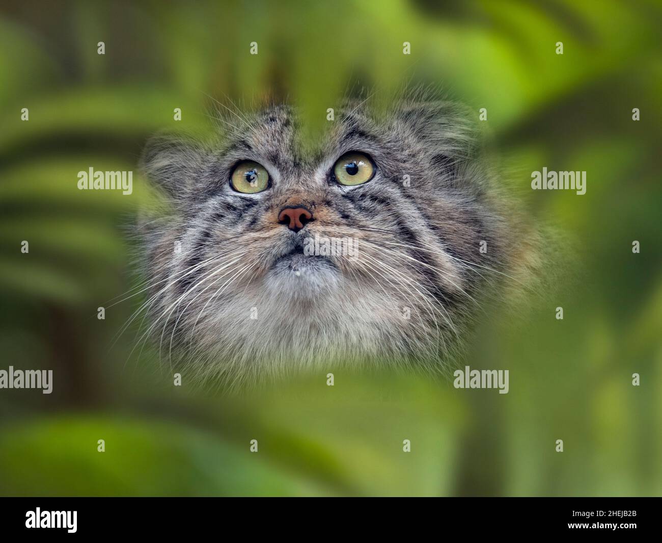 Chat pallass Banque de photographies et d’images à haute résolution - Alamy