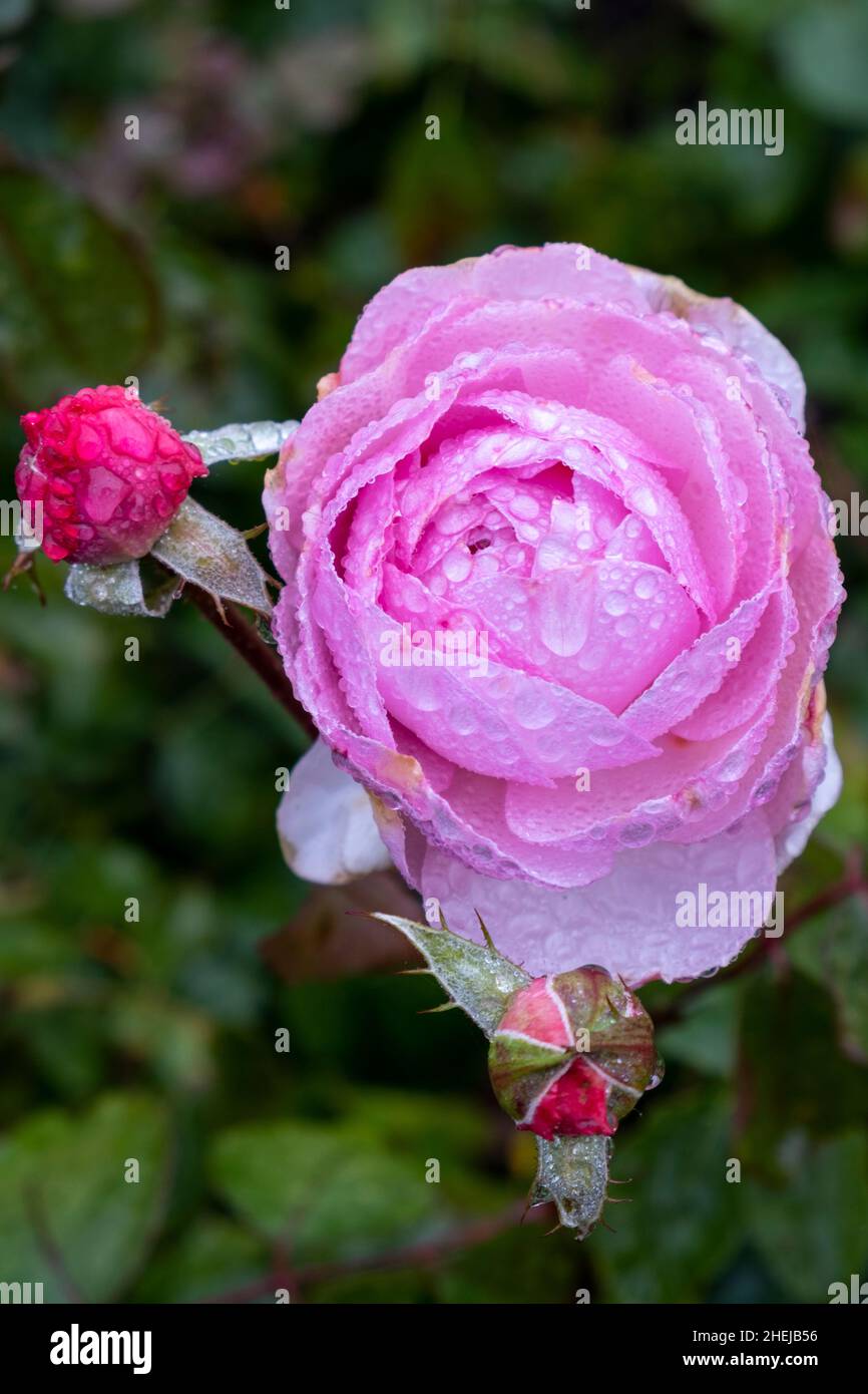 Rose anglaise rose Banque de photographies et d’images à haute ...