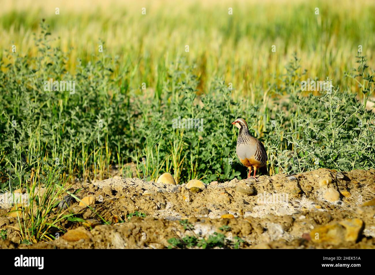 Perdrix rouge vallons du yorkshire Banque de photographies et d’images ...