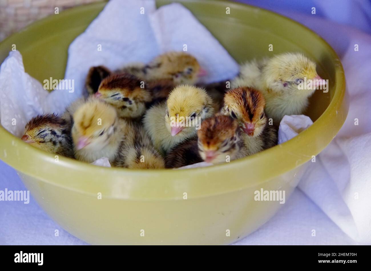 Bébé caille Banque de photographies et d’images à haute résolution - Alamy