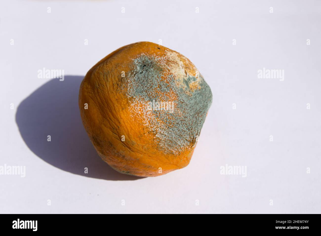 Gros plan d'une orange qui présente une détérioration due au champignon ...