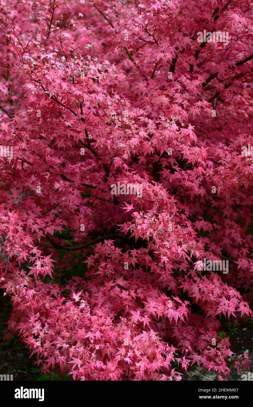 Acer palmatum otome zakura Banque de photographies et d’images à haute ...