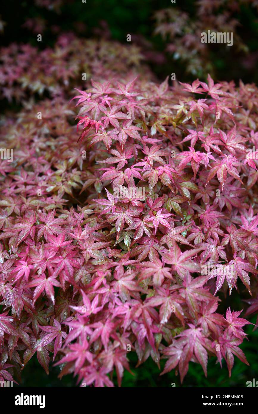 Acer palmatum otome zakura Banque de photographies et d’images à haute ...