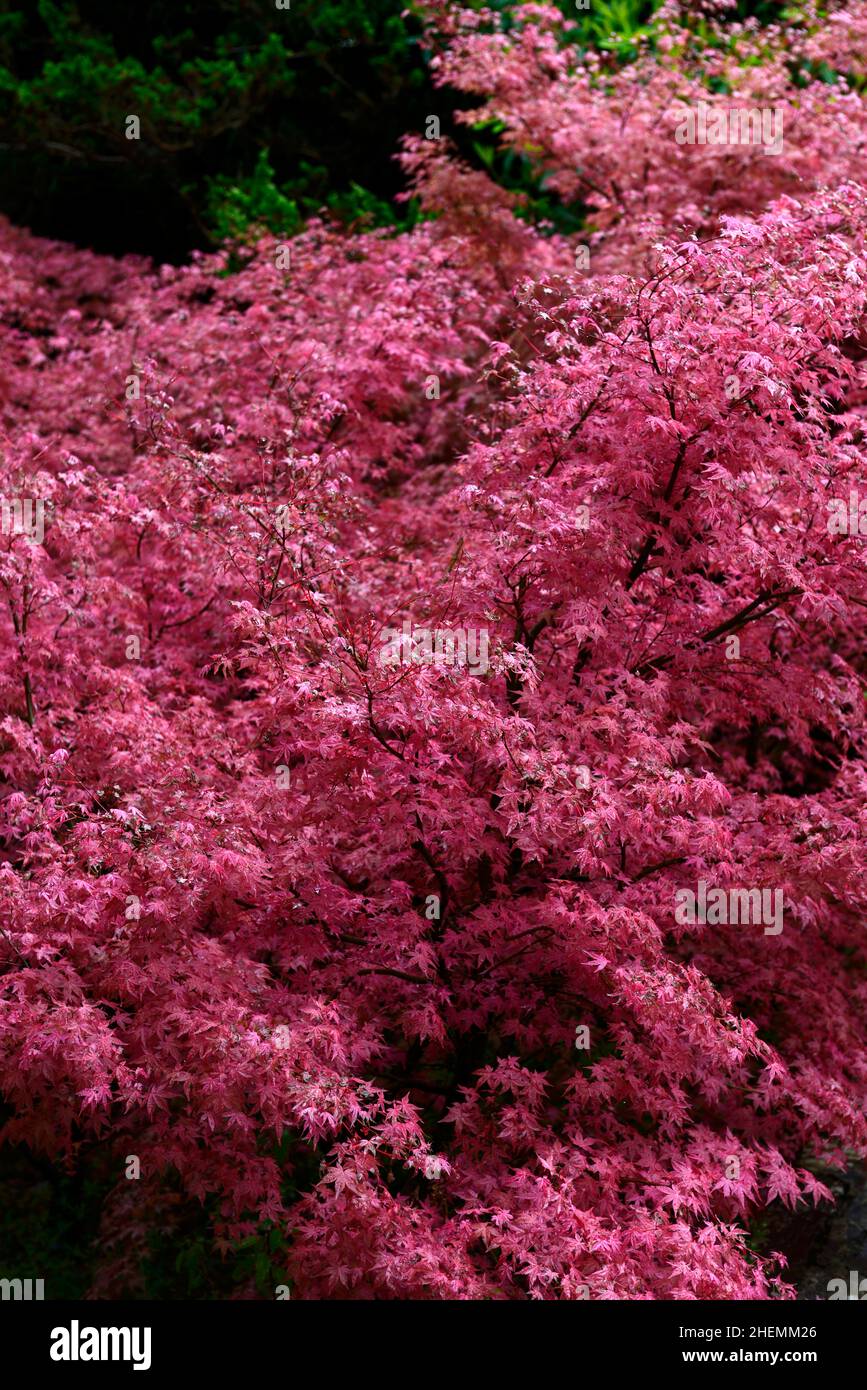 Acer palmatum otome zakura Banque de photographies et d’images à haute ...