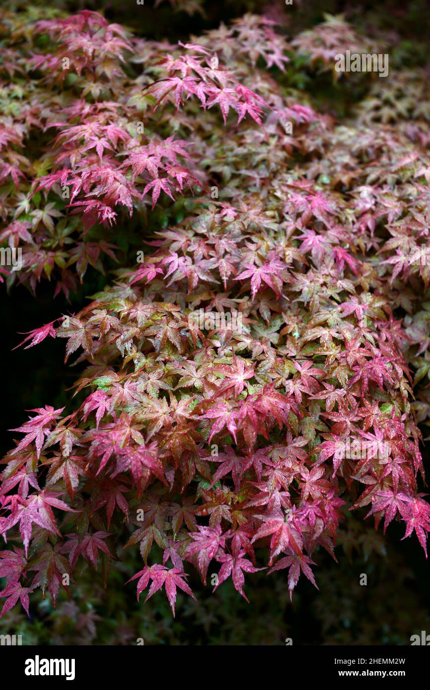 Acer palmatum otome zakura Banque de photographies et d’images à haute ...
