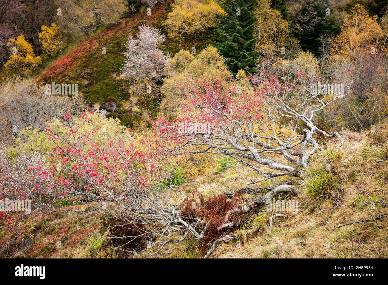 Paysage de campagne d'automne Banque de photographies et d’images à ...