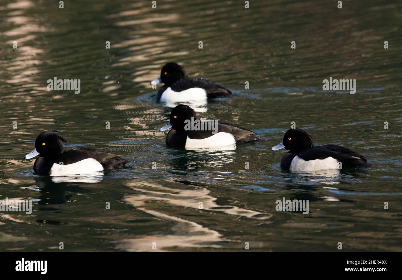 Un canard à la papule, drake Tufted Duck nagent dans une flottille ...