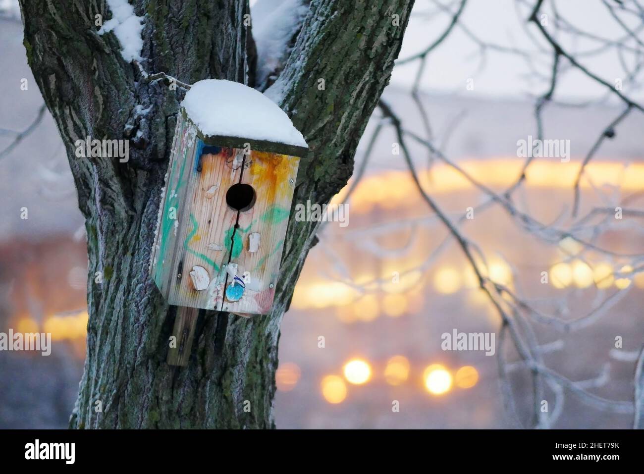 Arbre multi tronc Banque de photographies et d’images à haute ...