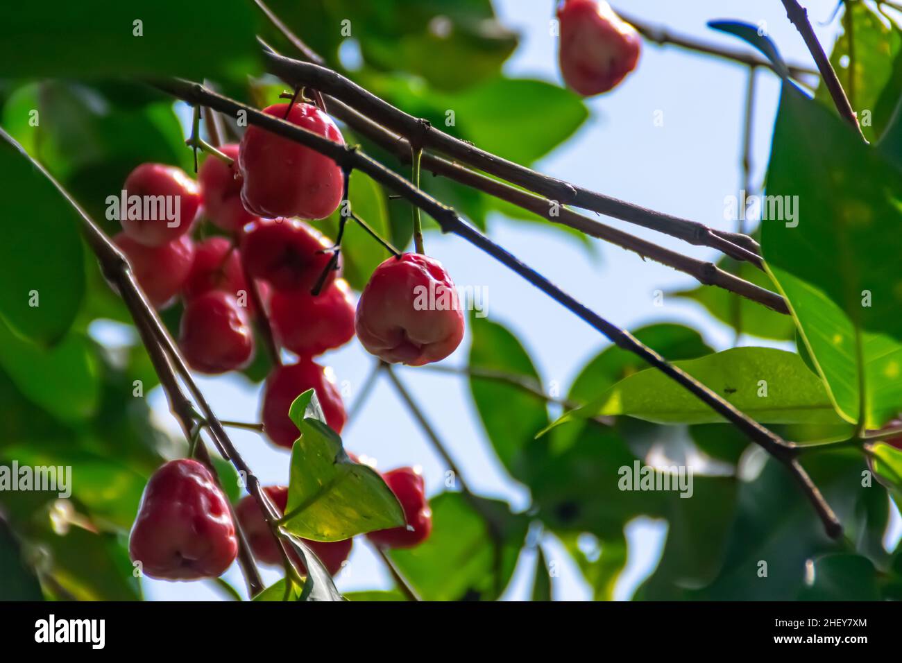 Vue rapprochée de pommes de rose rouges mûres fraîches fruit sur l ...