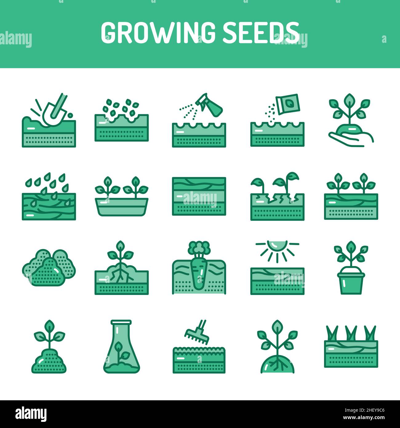 Semences en croissance Banque d'images vectorielles - Alamy
