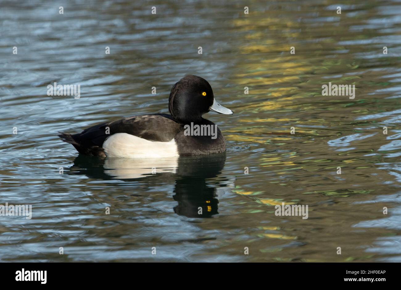 Un canard à la papule, drake Tufted Duck nagent dans une flottille ...