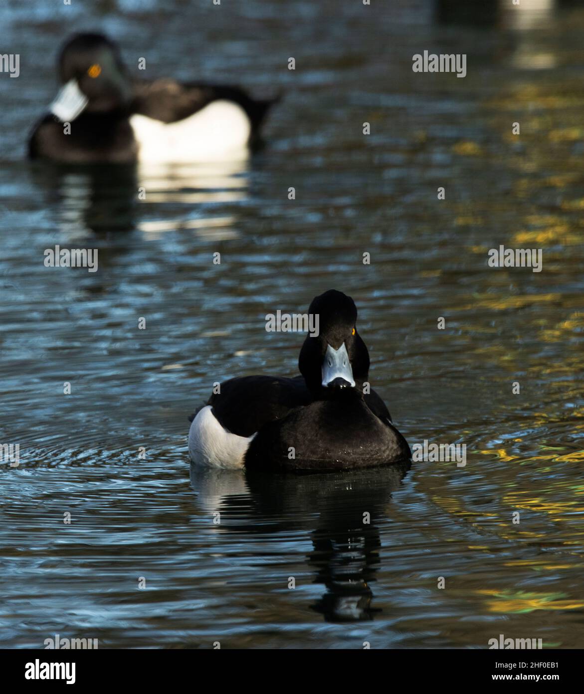 Un canard à la papule, drake Tufted Duck nagent dans une flottille ...