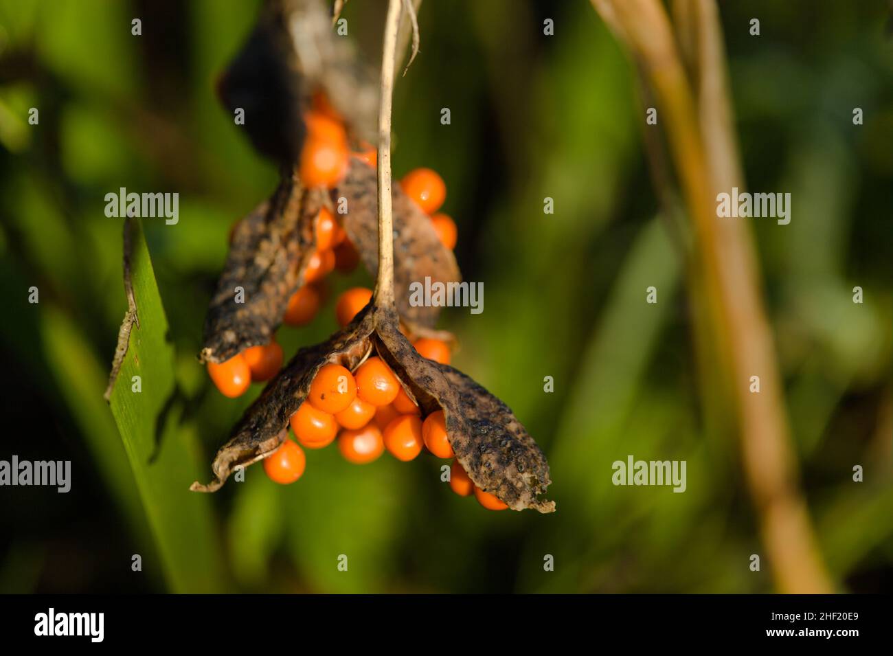 Stinking iris berries Banque de photographies et d’images à haute ...