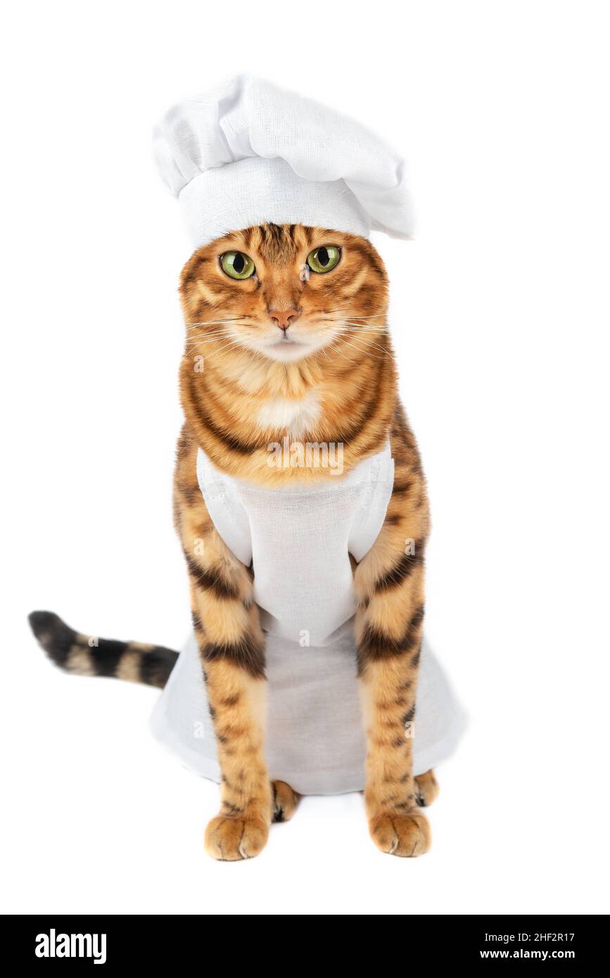 Chat du bengale en studio avec fond blanc Banque de photographies et d ...