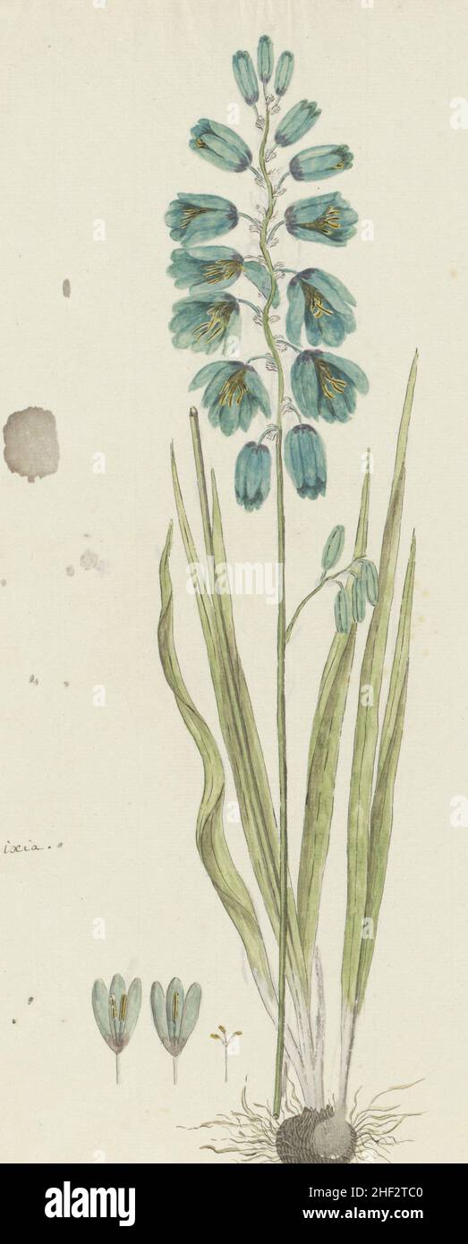 Turquoise ixia ixia viridiflora Banque de photographies et d’images à ...