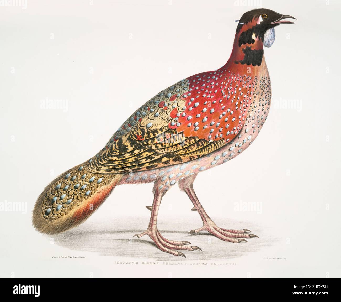 Horned pheasant Banque de photographies et d’images à haute résolution ...