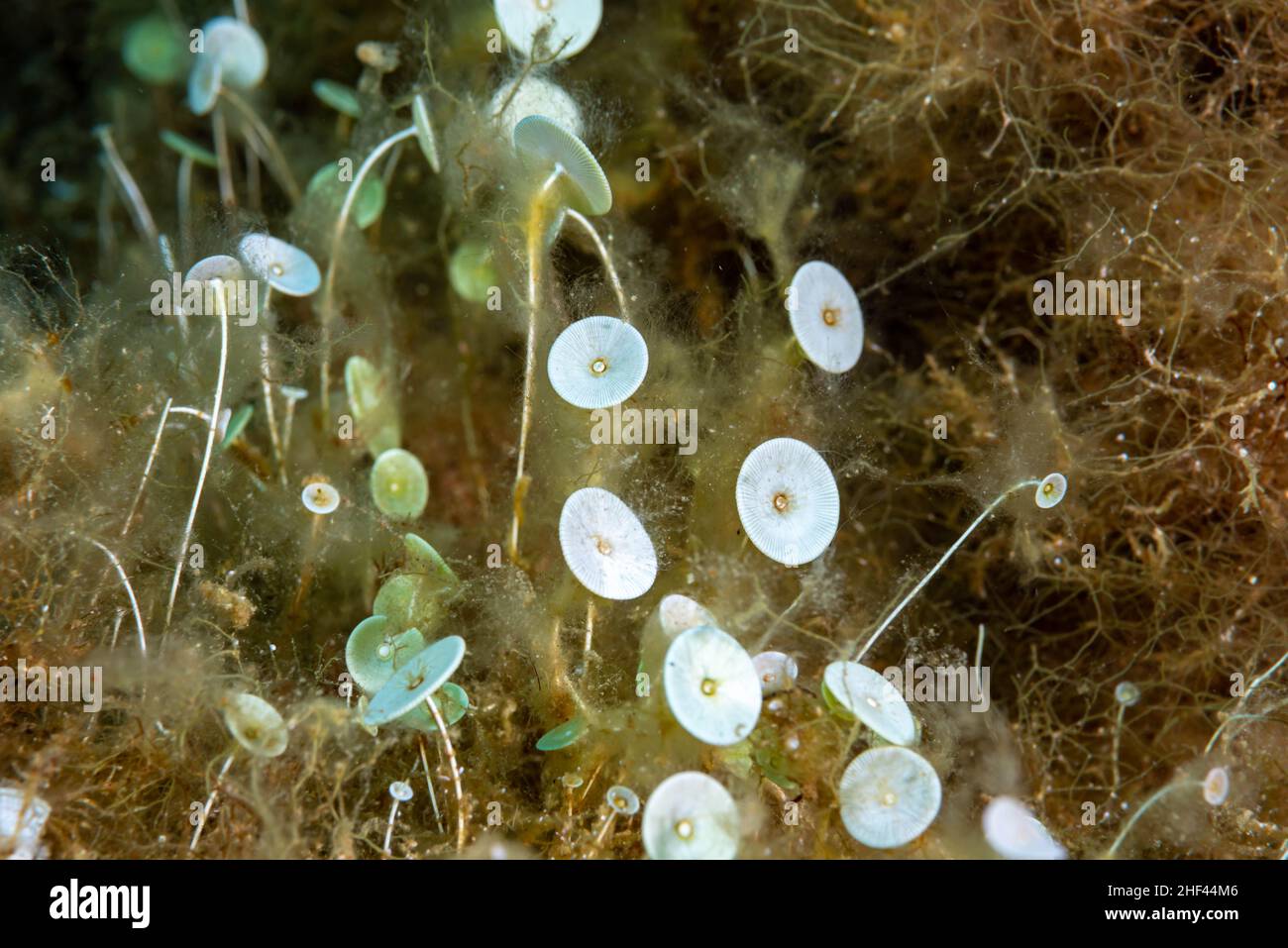 Acetabularia acetabulum Banque de photographies et d’images à haute ...