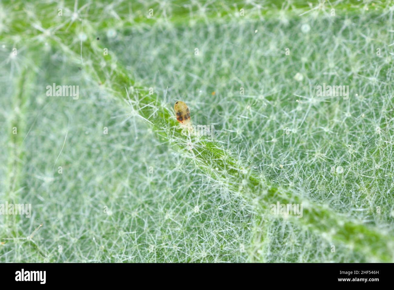 Tétranychus urticaire à deux points sur le dessous de la feuille.C'est ...
