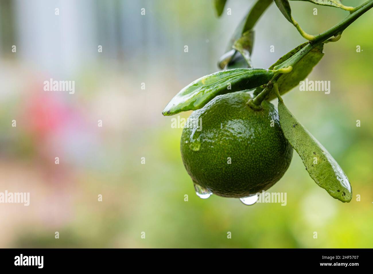 Arbre fruitier pour un petit jardin Banque de photographies et d’images ...