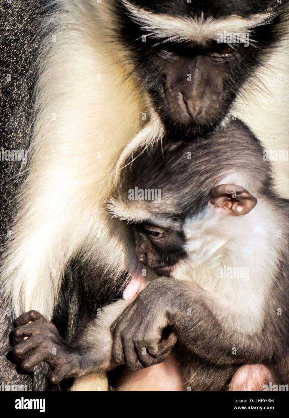 Roloway Monkey Kayla avec son nouveau-né de six semaines, Dassioko, né ...