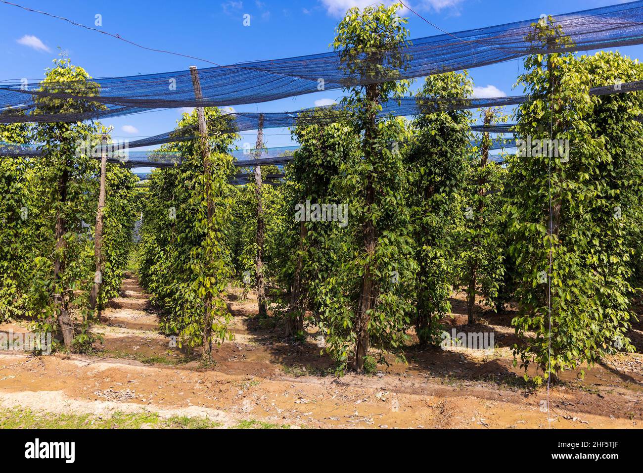 Pepper plantation Banque de photographies et d’images à haute ...