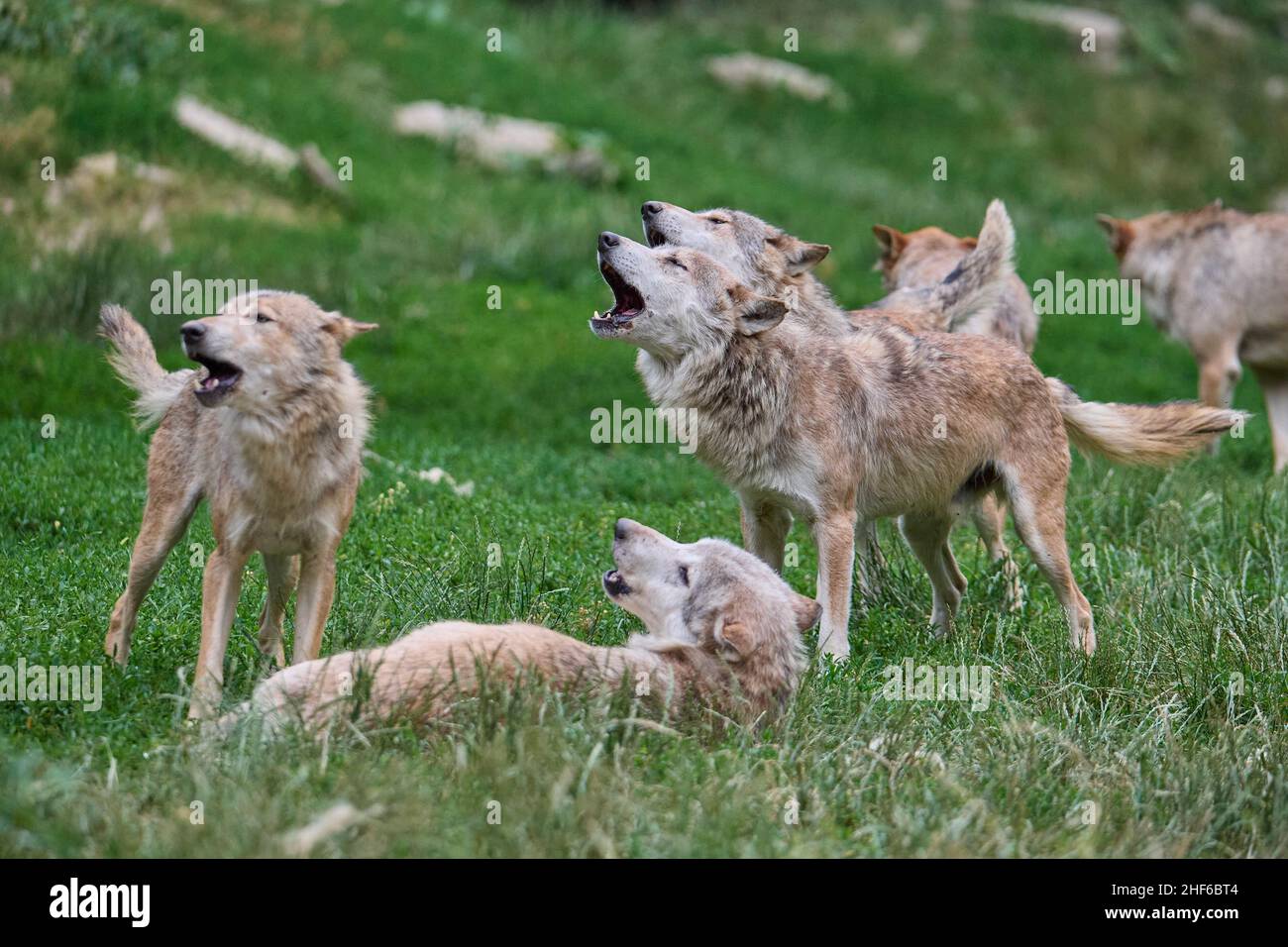 Loups hurlant Banque de photographies et d’images à haute résolution ...