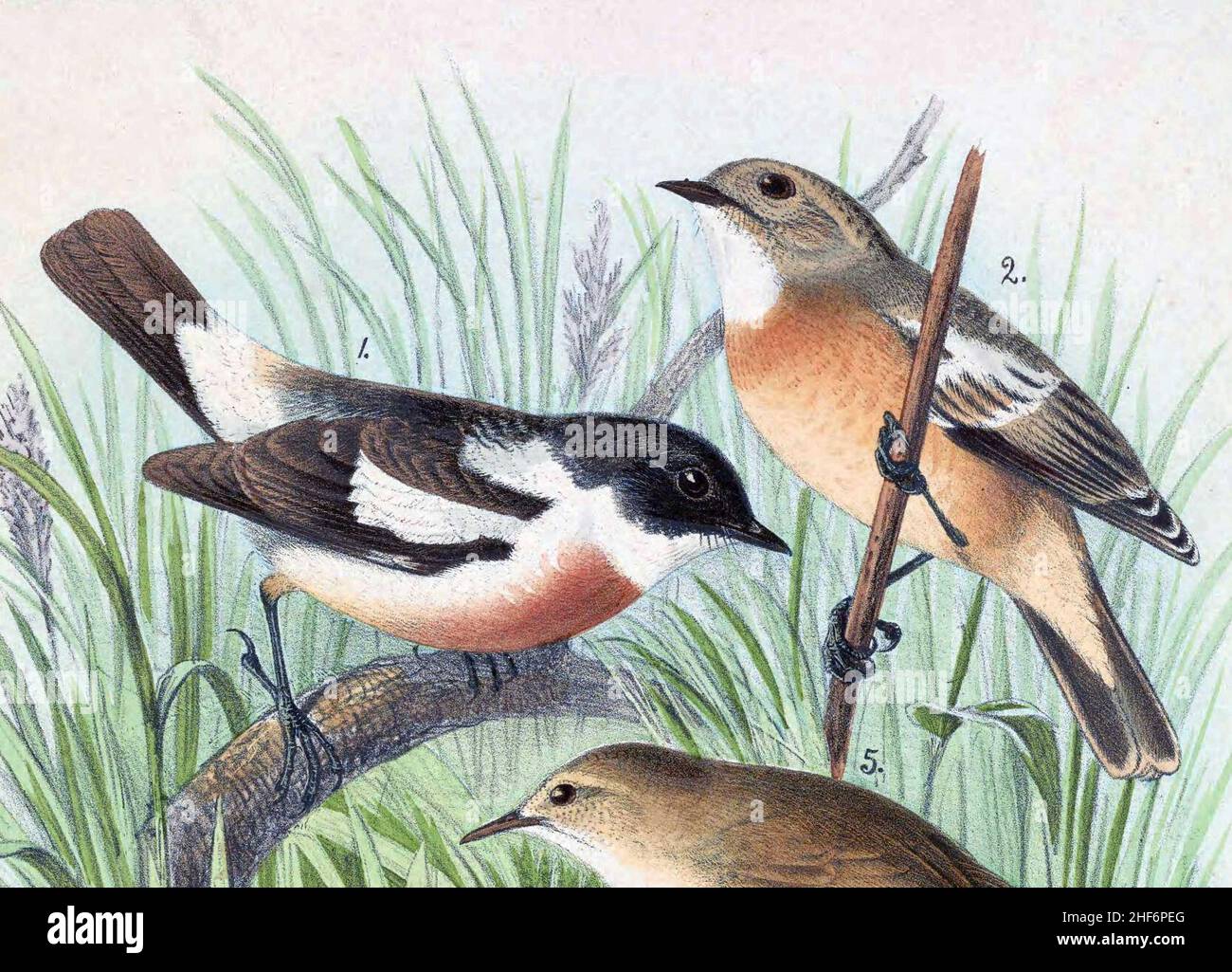 Saxicola insignis Banque de photographies et d’images à haute ...